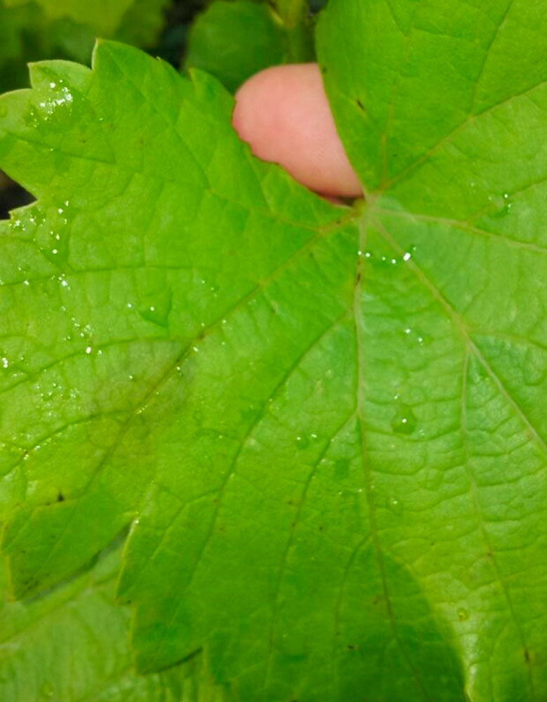 Maduración de oospora y primera mancha de mildiu